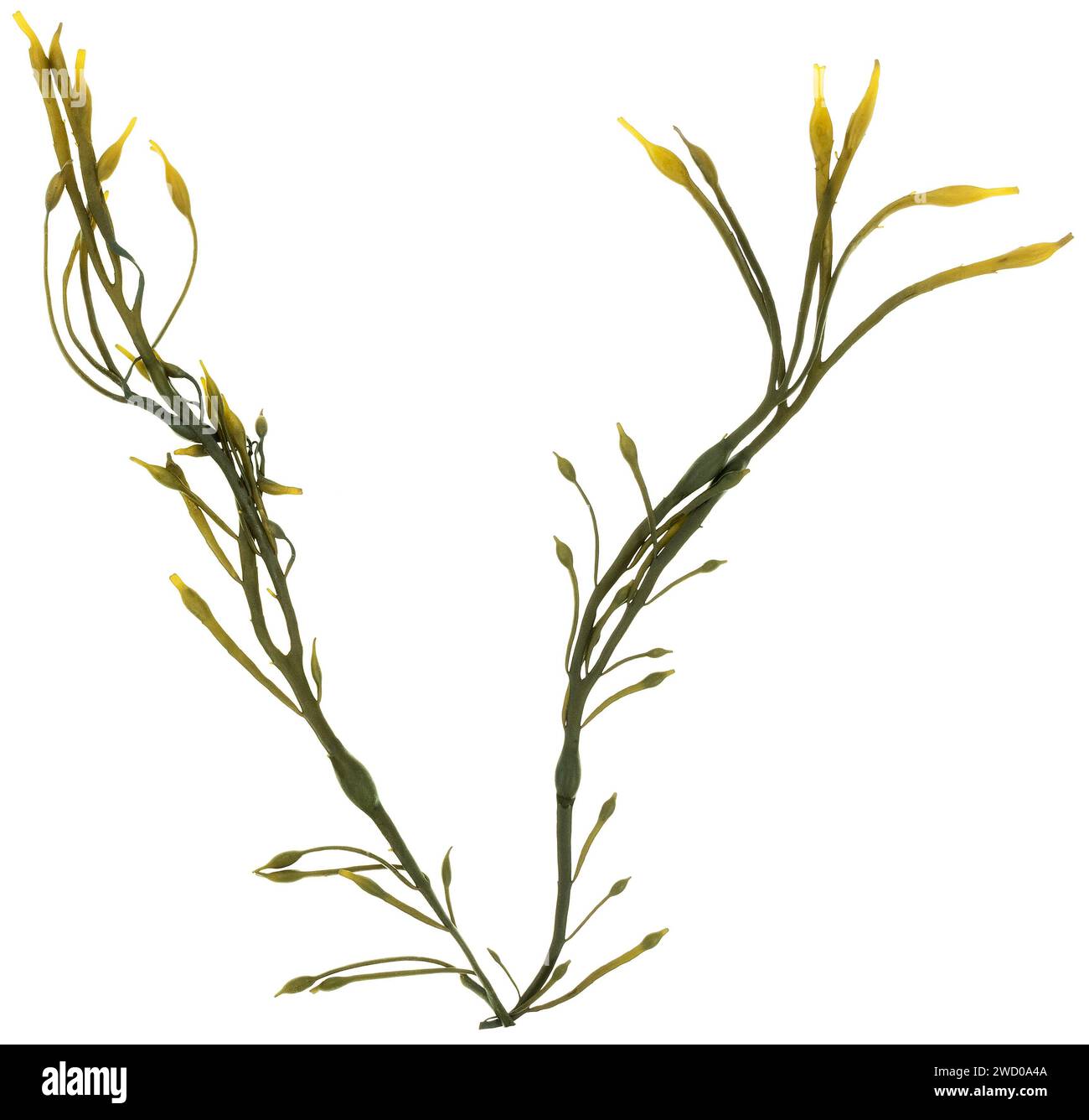 Alphabet letters formed from Rockweed (Ascophyllum nodosum Stock Photo ...