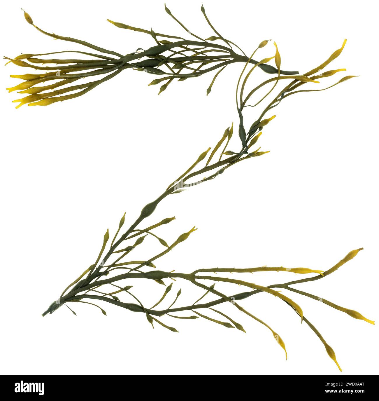 Alphabet letters formed from Rockweed (Ascophyllum nodosum Stock Photo ...