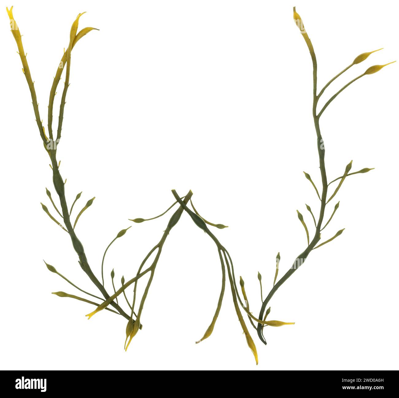 Alphabet letters formed from Rockweed (Ascophyllum nodosum Stock Photo ...