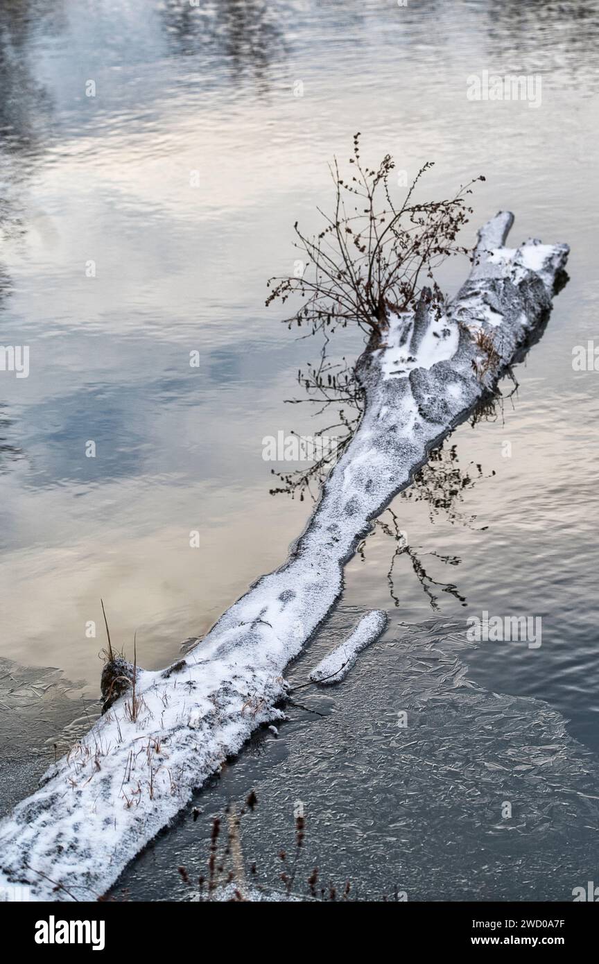 Ice forms along a snow covered log in a pond on a very cold Alabama ...