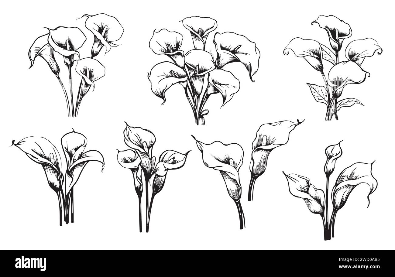 Set of calla lilies hand drawn sketch in doodle style illustration ...