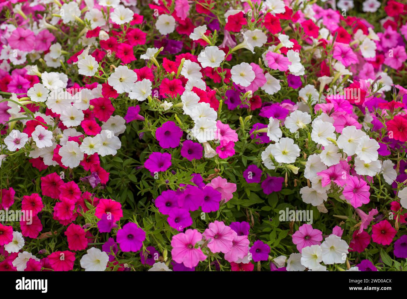 Petunia, petunias mixed colors. Colorful common garden petunias. Family ...