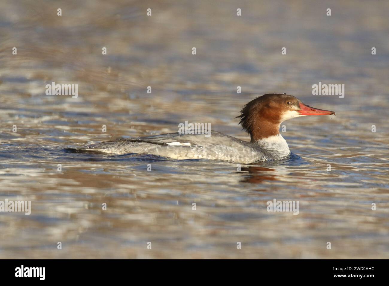Common saw fish hi-res stock photography and images - Alamy