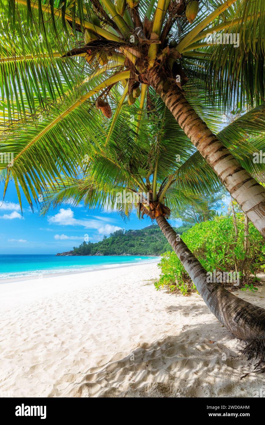 Tropical Sunny Beach. Beautiful sandy beach with palms and turquoise ...