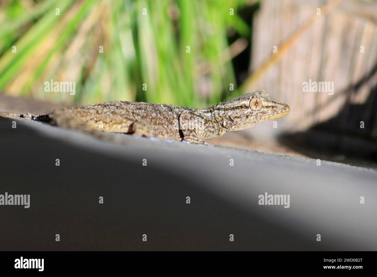 Common wall gecko, Moorish gecko, Moorish Wall Gecko, Salamanquesa ...