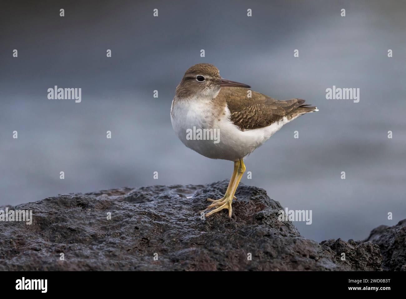 Spotted sandpiper (Actitis macularius), perching on a stone, Azores ...