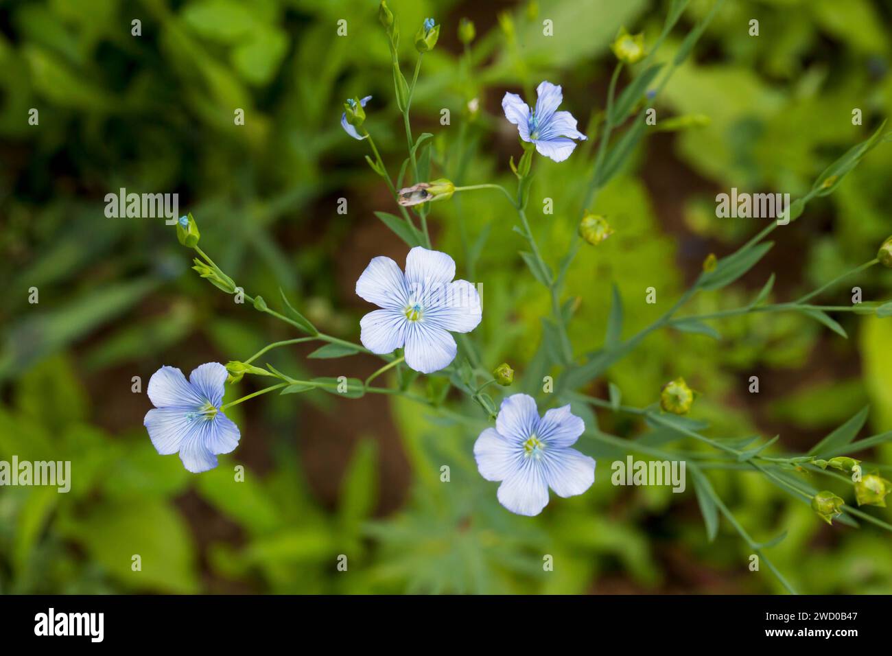 common flax (Linum usitatissimum), flowering Stock Photo - Alamy