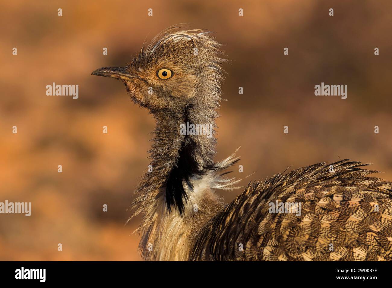 houbara bustard (Chlamydotis undulata fuertaventurae), in the desert ...