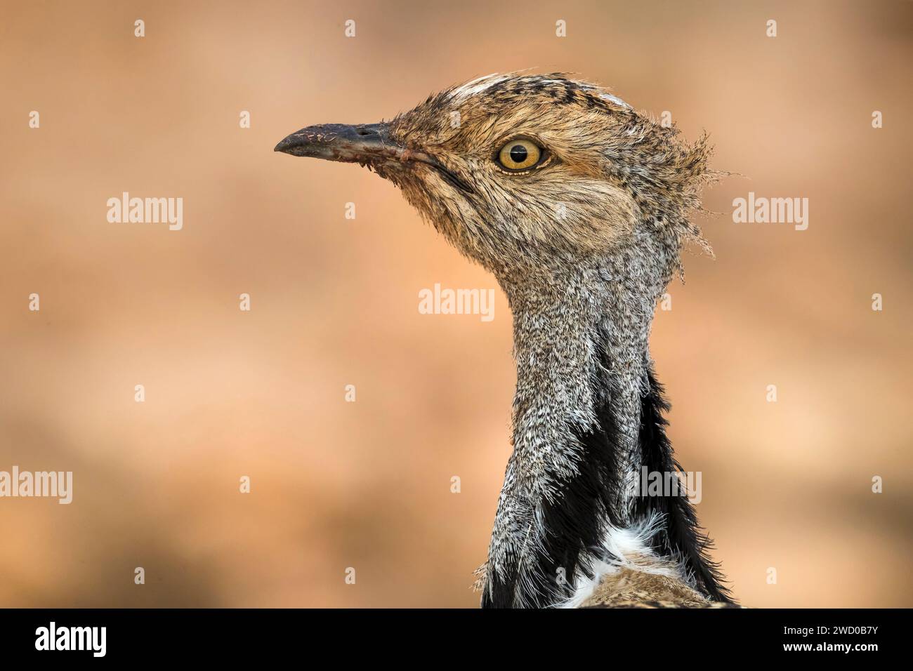 houbara bustard (Chlamydotis undulata fuertaventurae), portrait, side ...