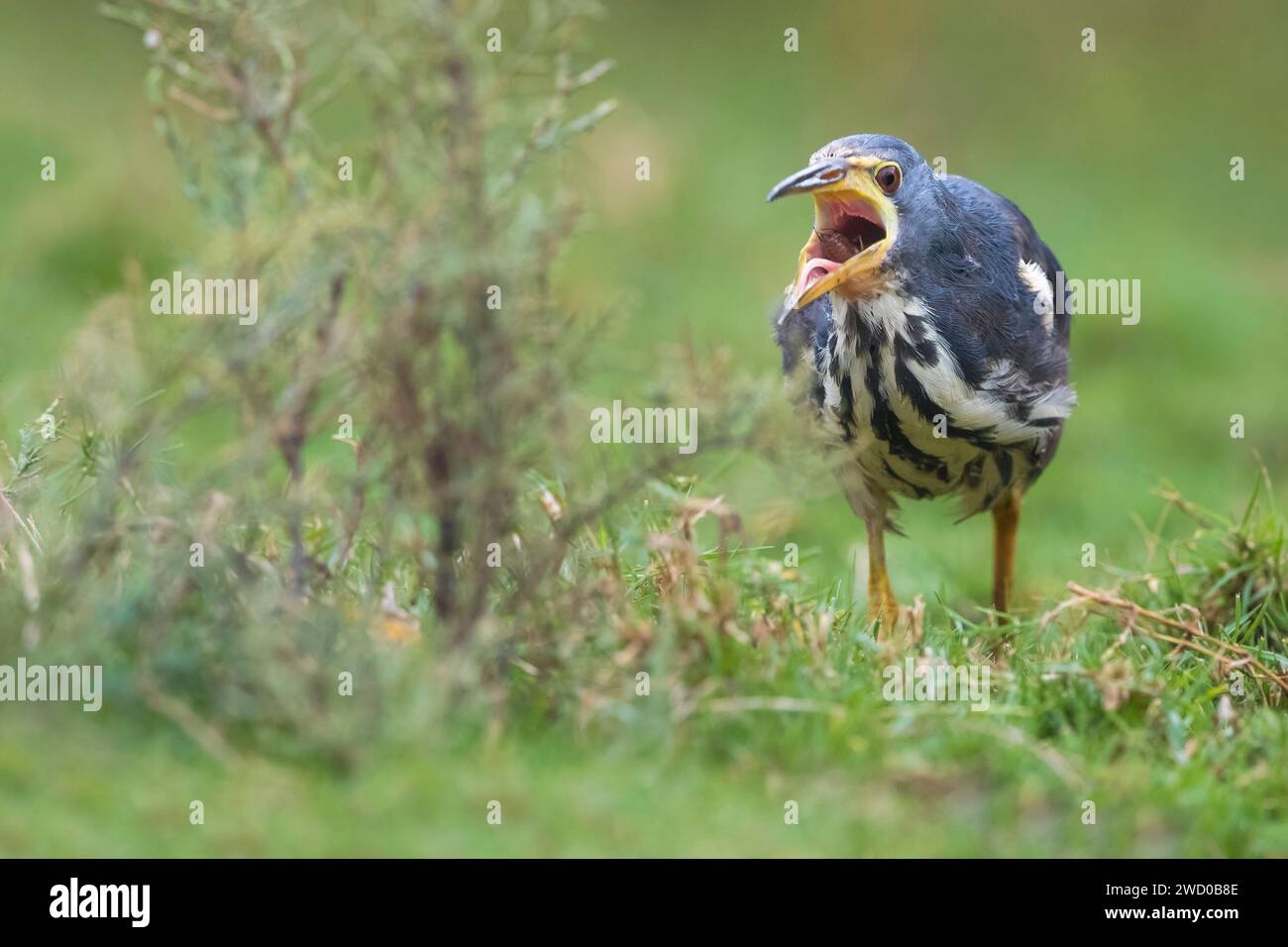 African dwarf bittern, dwarf bittern (Ixobrychus sturmii), gulping an ...