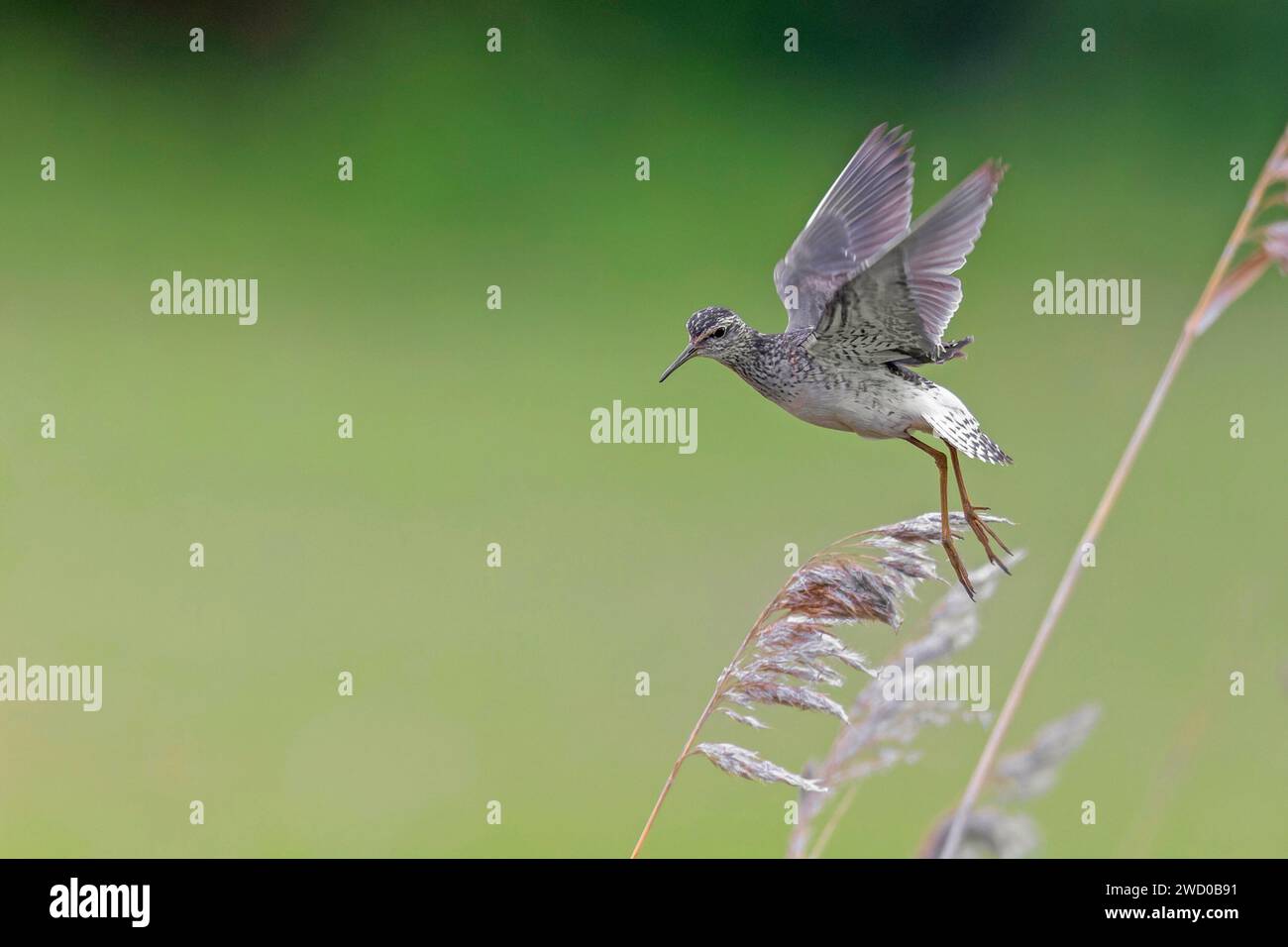 wood sandpiper (Tringa glareola), flying up from marsh meadow, Finland ...