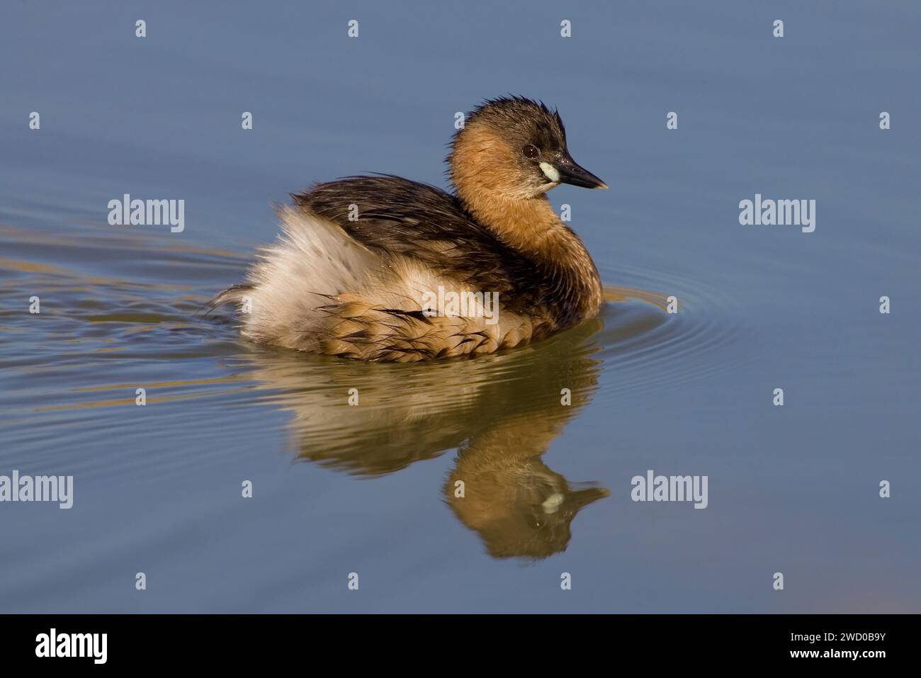 little grebe (Podiceps ruficollis, Tachybaptus ruficollis), swimming ...