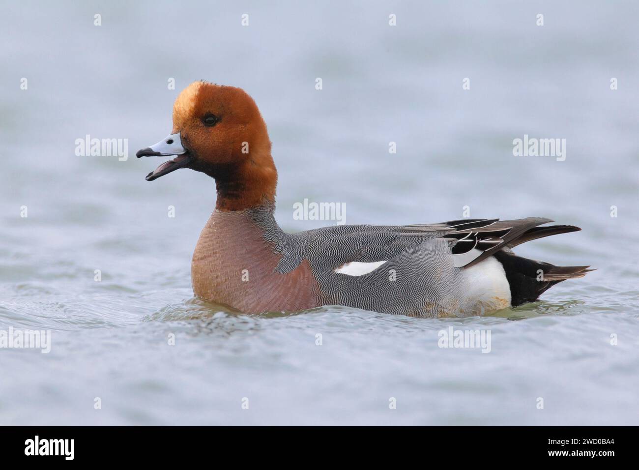 European wigeon (Anas penelope, Mareca penelope), calling drake on the ...