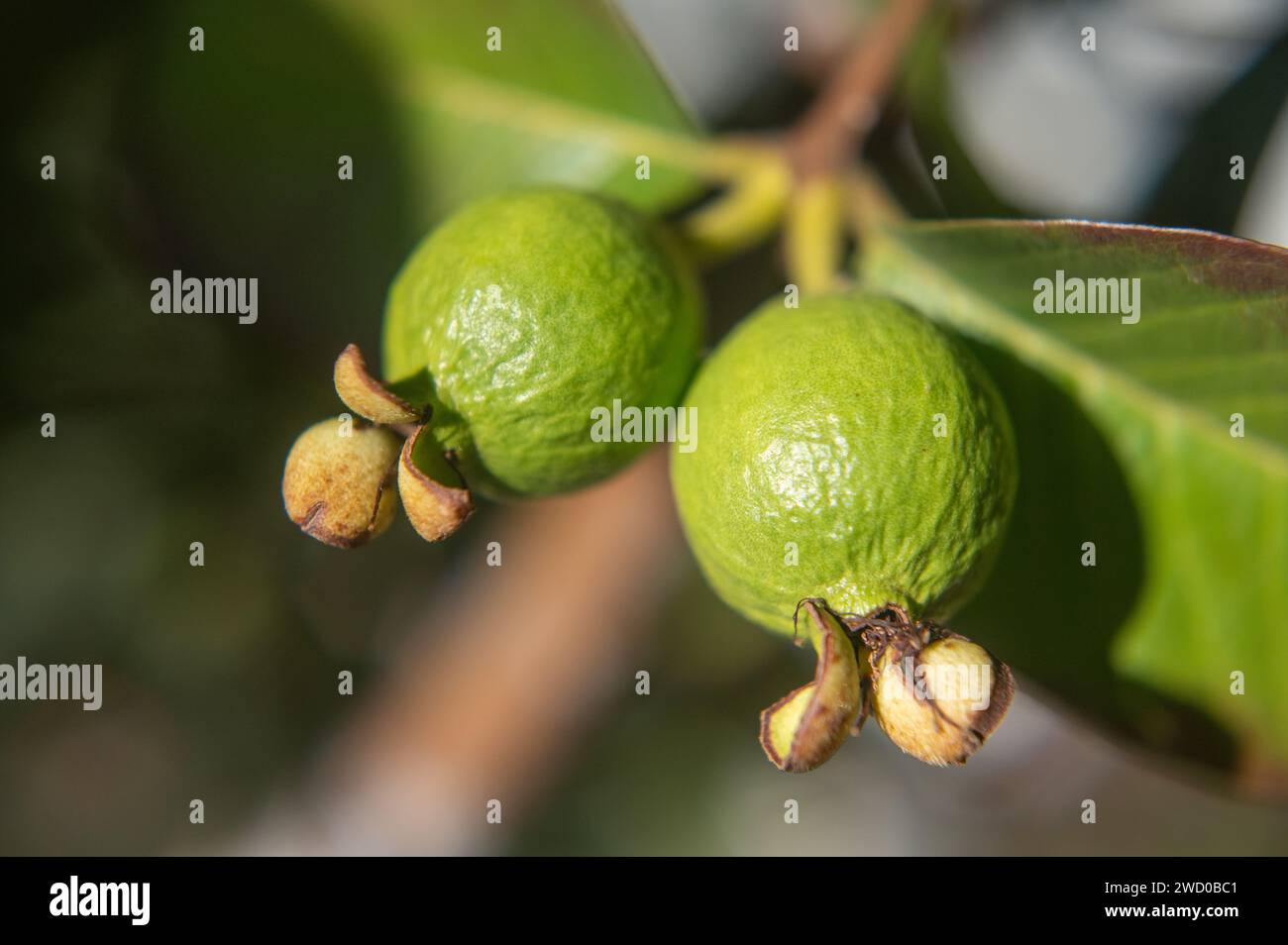 Tree guava hi-res stock photography and images - Alamy