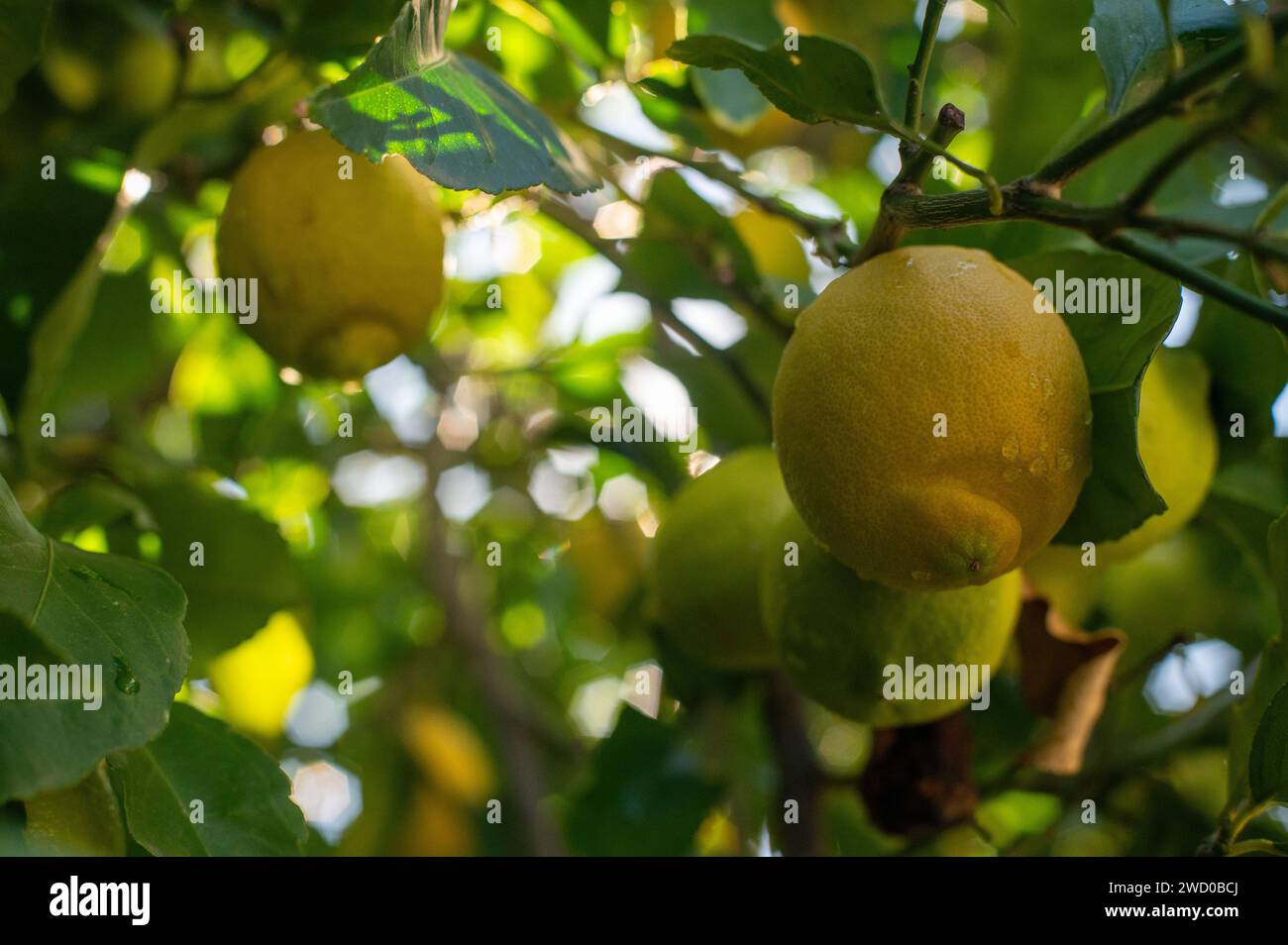 Lemon ripen on a tree Stock Photo - Alamy