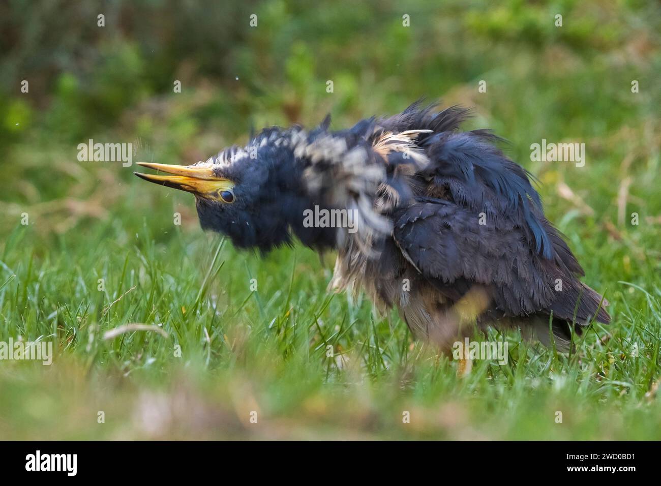 African dwarf bittern, dwarf bittern (Ixobrychus sturmii), standing in ...