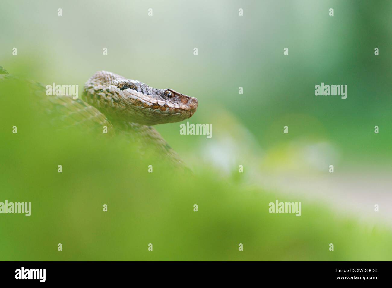 asp viper, aspic viper (Vipera aspis, Vipera aspis aspis), portrait ...