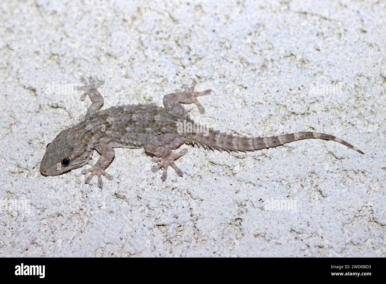 Common wall gecko, Moorish gecko, Moorish Wall Gecko, Salamanquesa ...