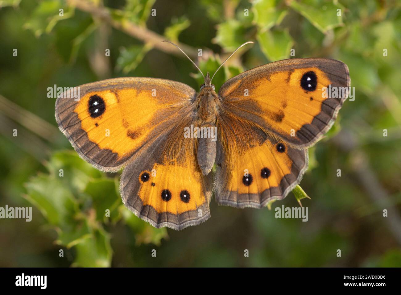 Spanish Gatekeeper (Pyronia bathseba), on a twig, dorsal view, France ...