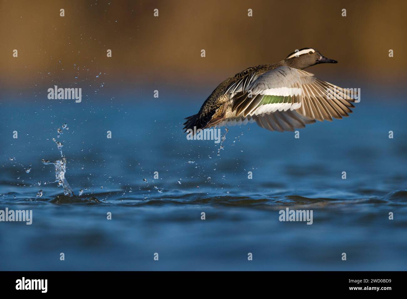 garganey (Anas querquedula), drake starting from the water, side view ...