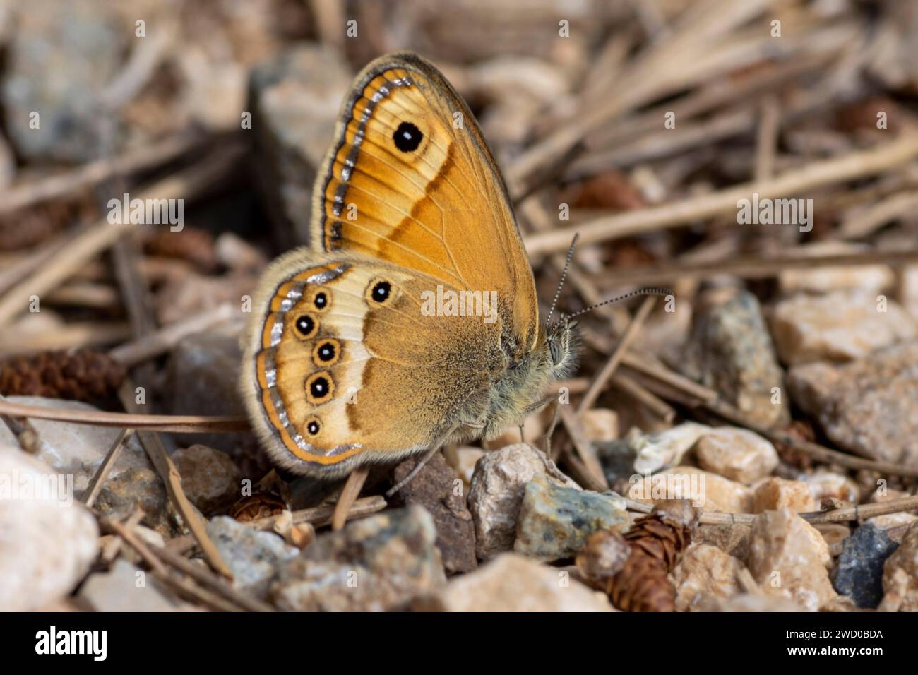 Dusk heath (Coenonympha dorus), on stony ground, side view, France ...