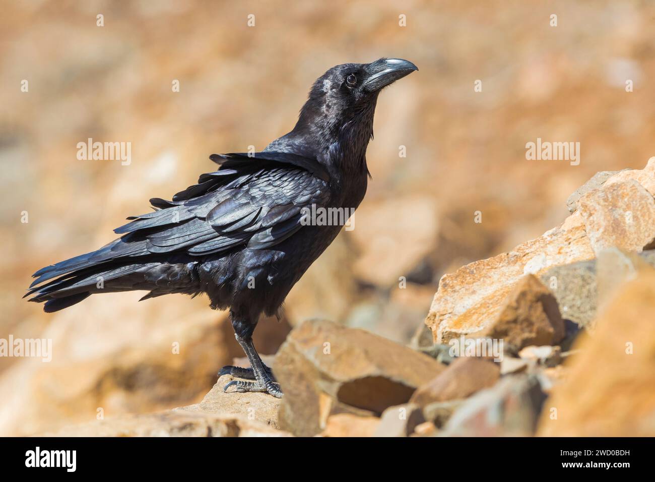 North afrikcan raven hi-res stock photography and images - Alamy