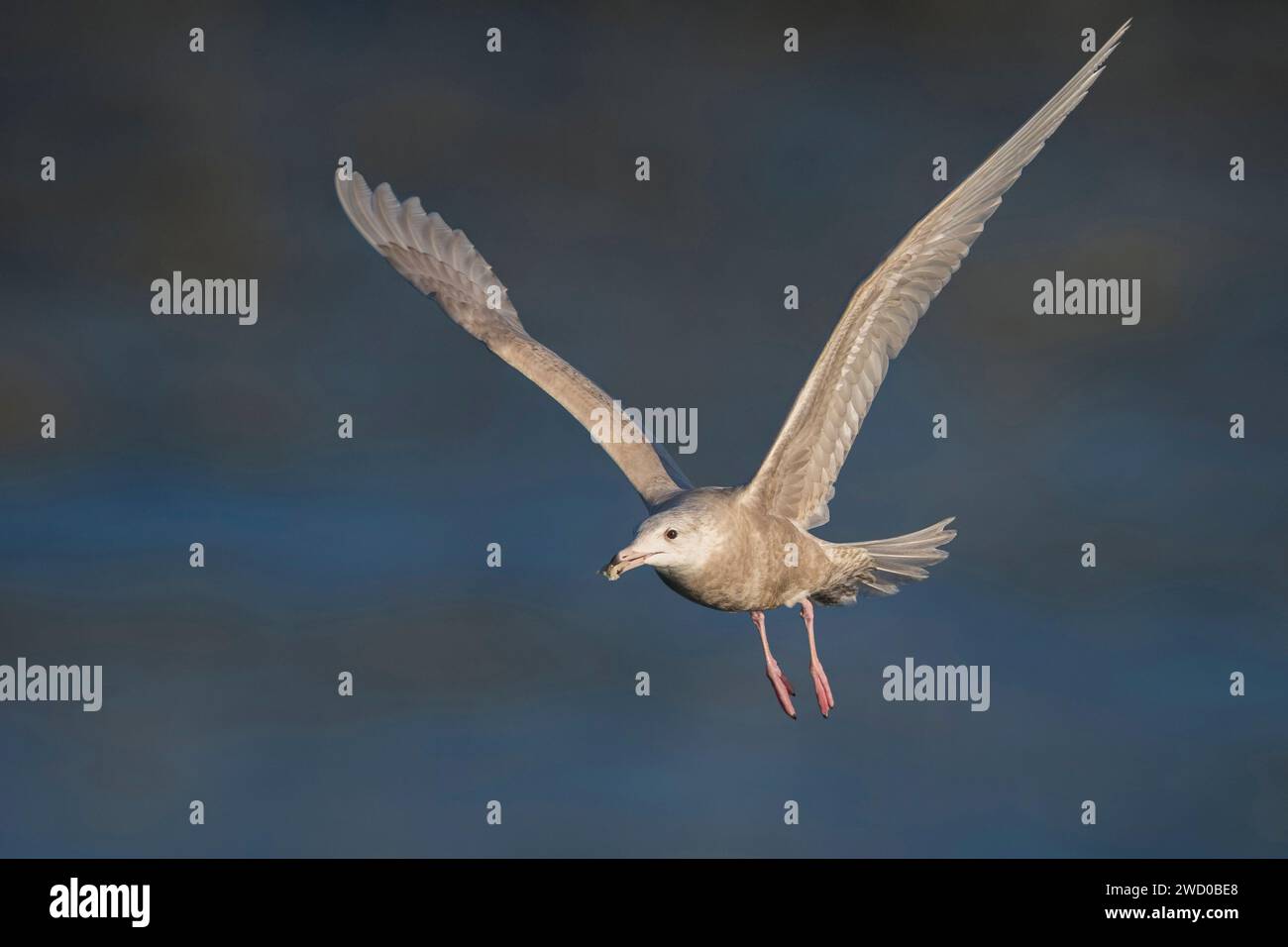 glaucous gull (Larus hyperboreus), immature bird in flight with fodder ...
