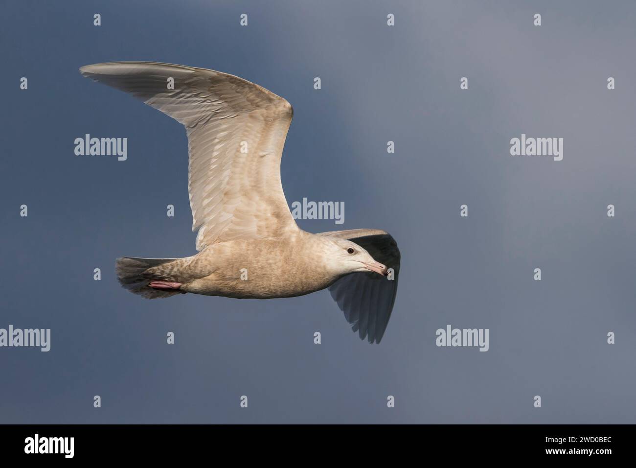 glaucous gull (Larus hyperboreus), immature bird in flight, Azores ...