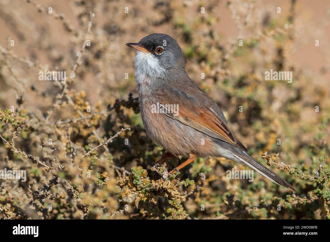 spectacled warbler (Sylvia conspicillata orbitalis), male perching in a ...
