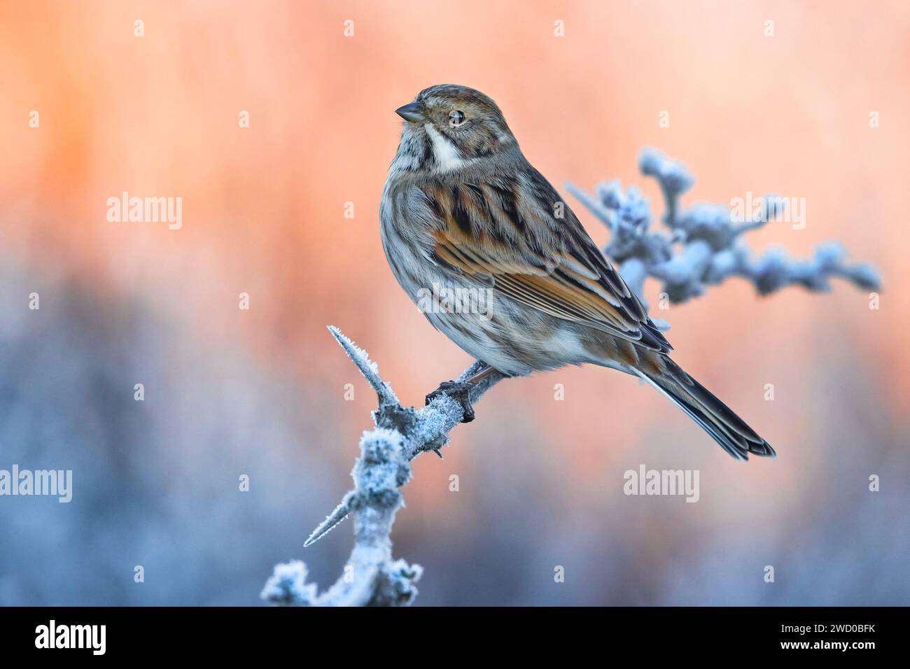 reed bunting, common reed bunting (Emberiza schoeniclus), female ...