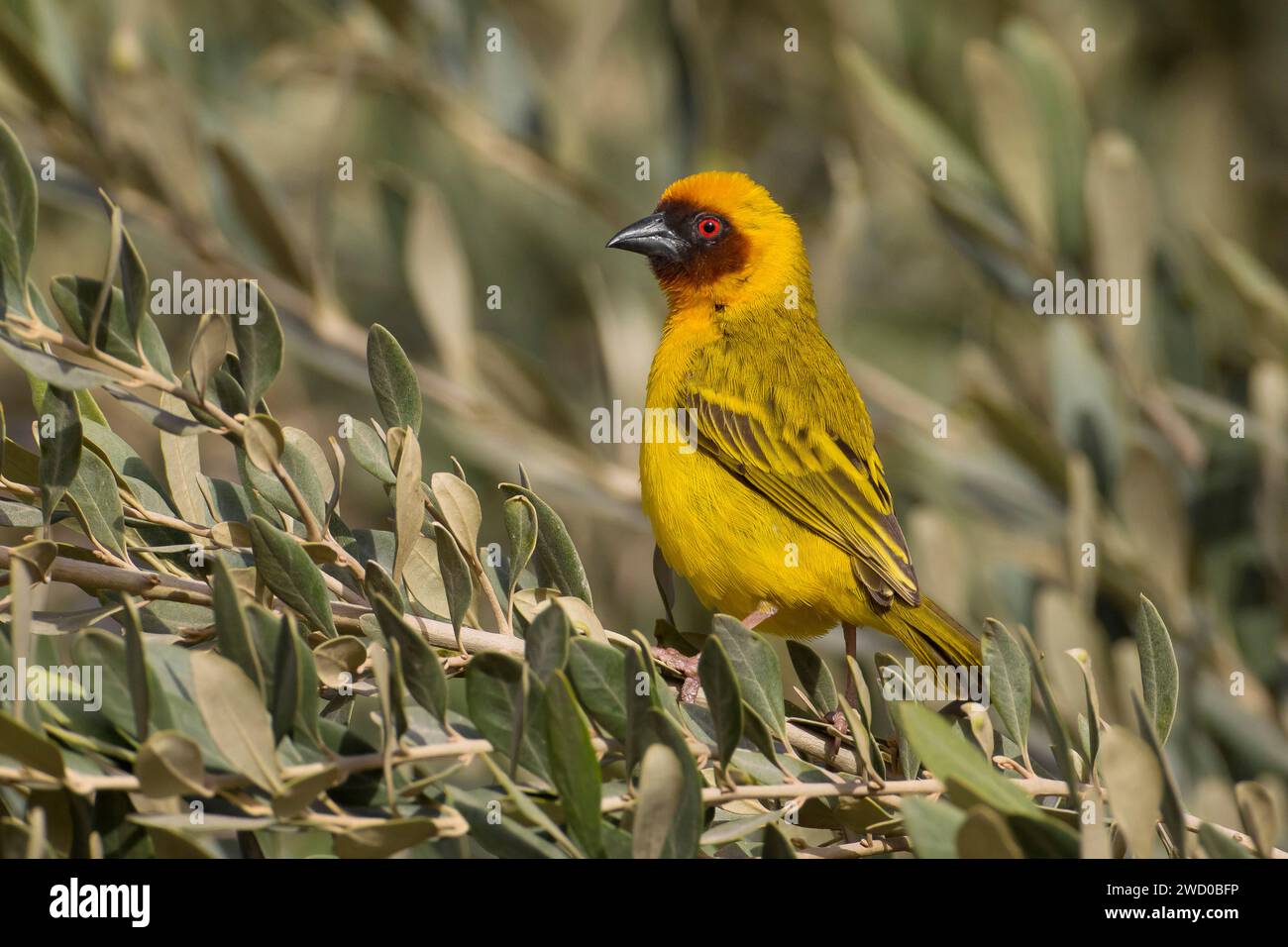 ruppell's weaver (Ploceus galbula), male perching on a twig, side view ...
