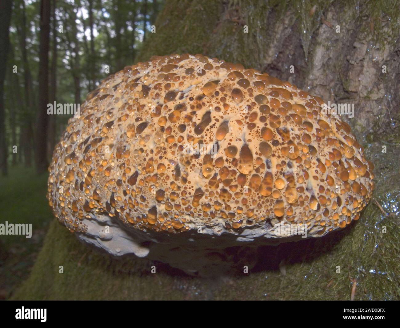 oak bracket, warted oak polypore, weeping polypore, weeping conk ...