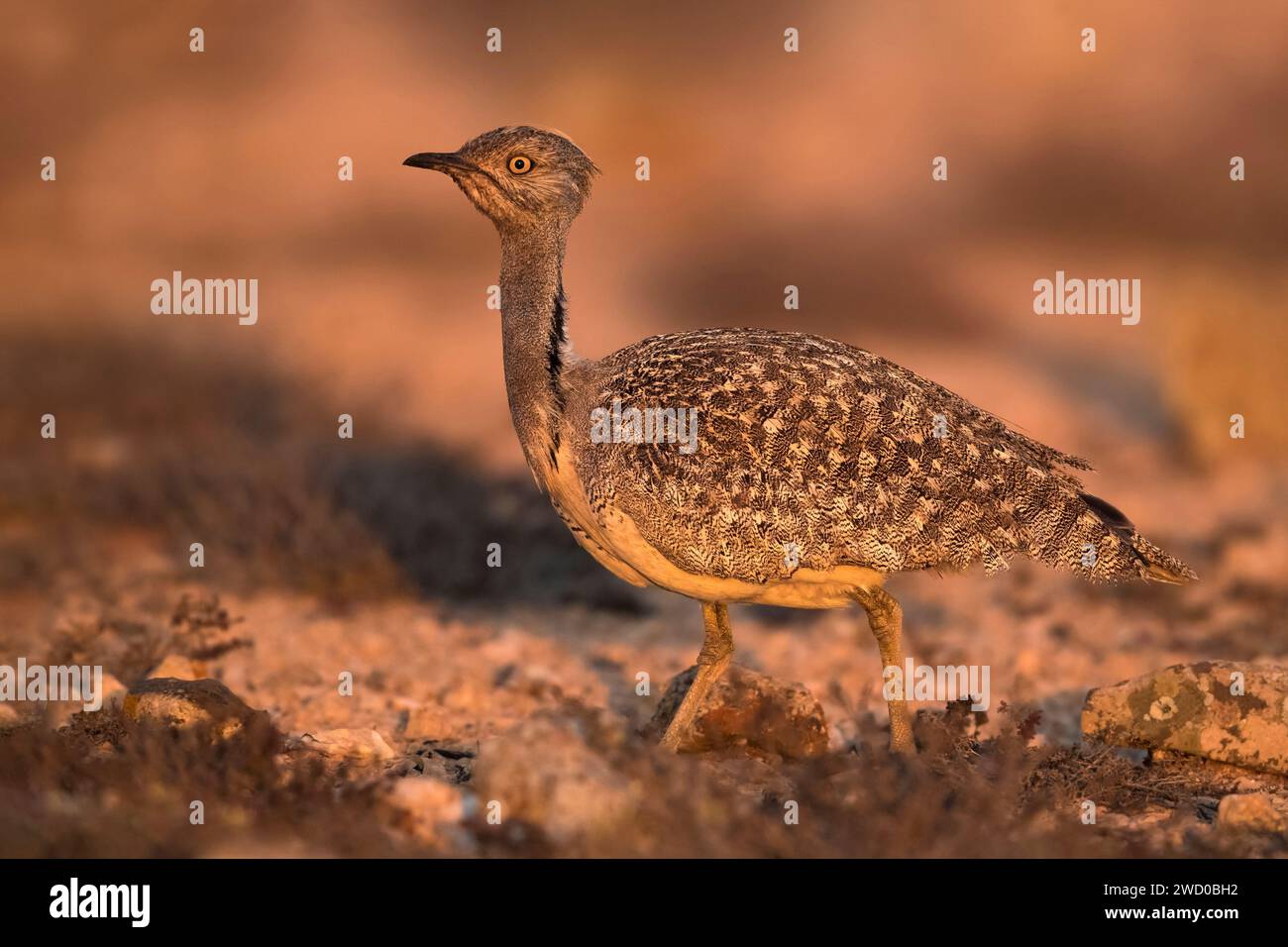 houbara bustard (Chlamydotis undulata fuertaventurae), walking through ...