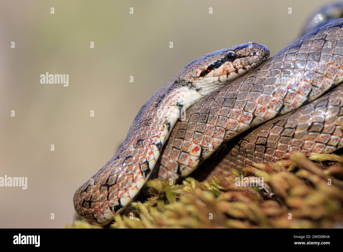 Ricciolis snakes hi-res stock photography and images - Alamy
