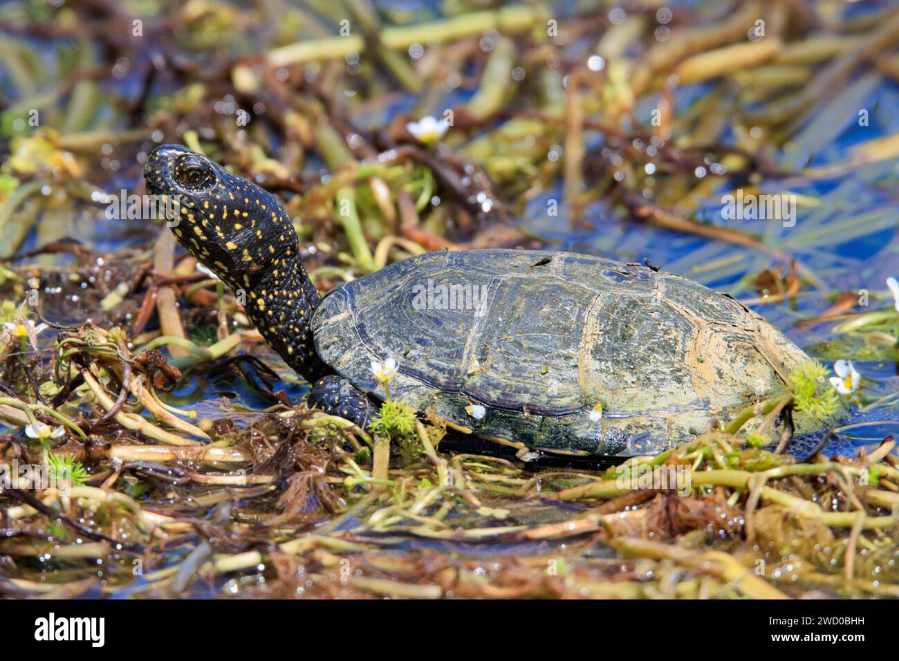 European pond terrapin, European pond turtle, European pond tortoise ...