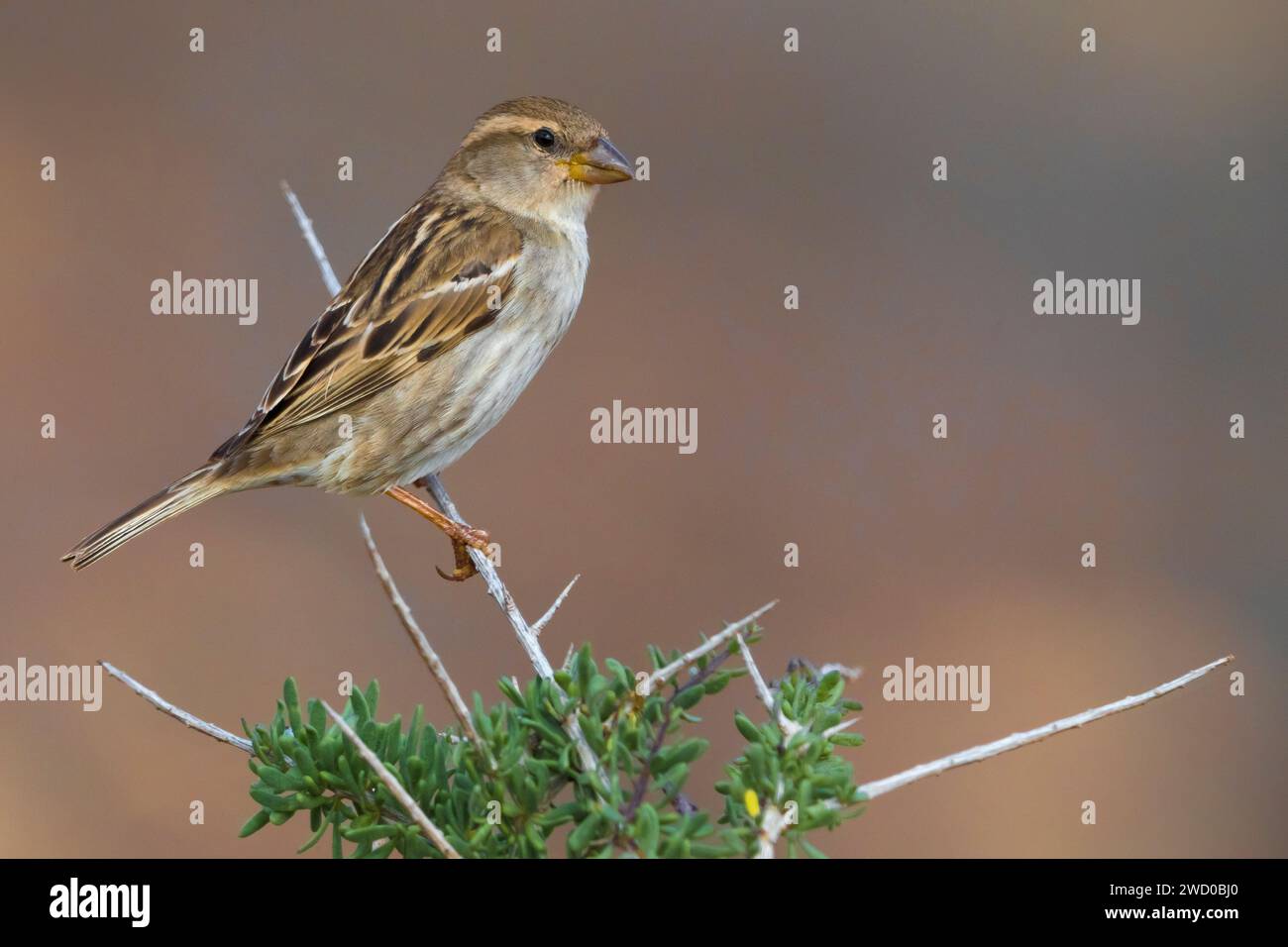 Spanish sparrow (Passer hispaniolensis), female perching in a shrub ...