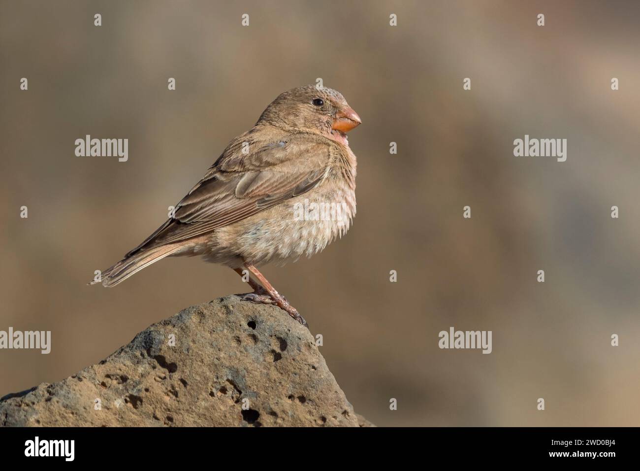 trumpeter finch (Rhodopechys githaginea, Bucanetes githagineus), female ...