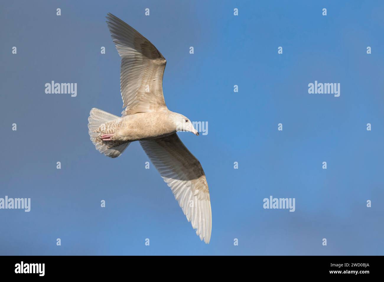 glaucous gull (Larus hyperboreus), immature bird in flight, Azores ...
