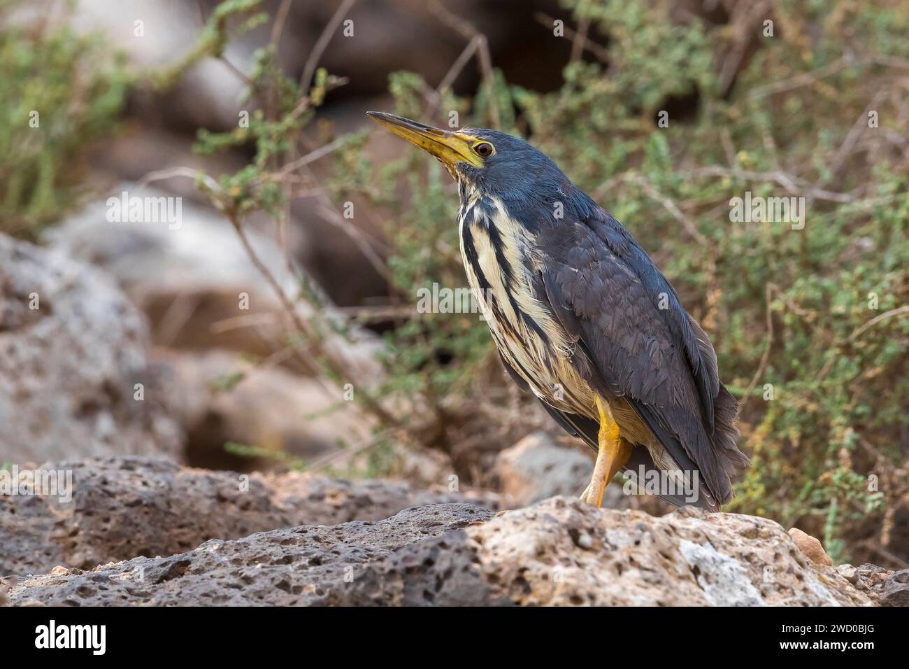 African dwarf bittern, dwarf bittern (Ixobrychus sturmii), standing on ...