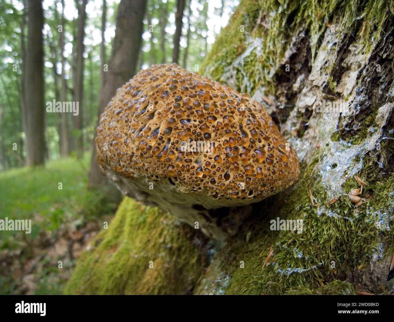Warted oak polypores hi-res stock photography and images - Alamy