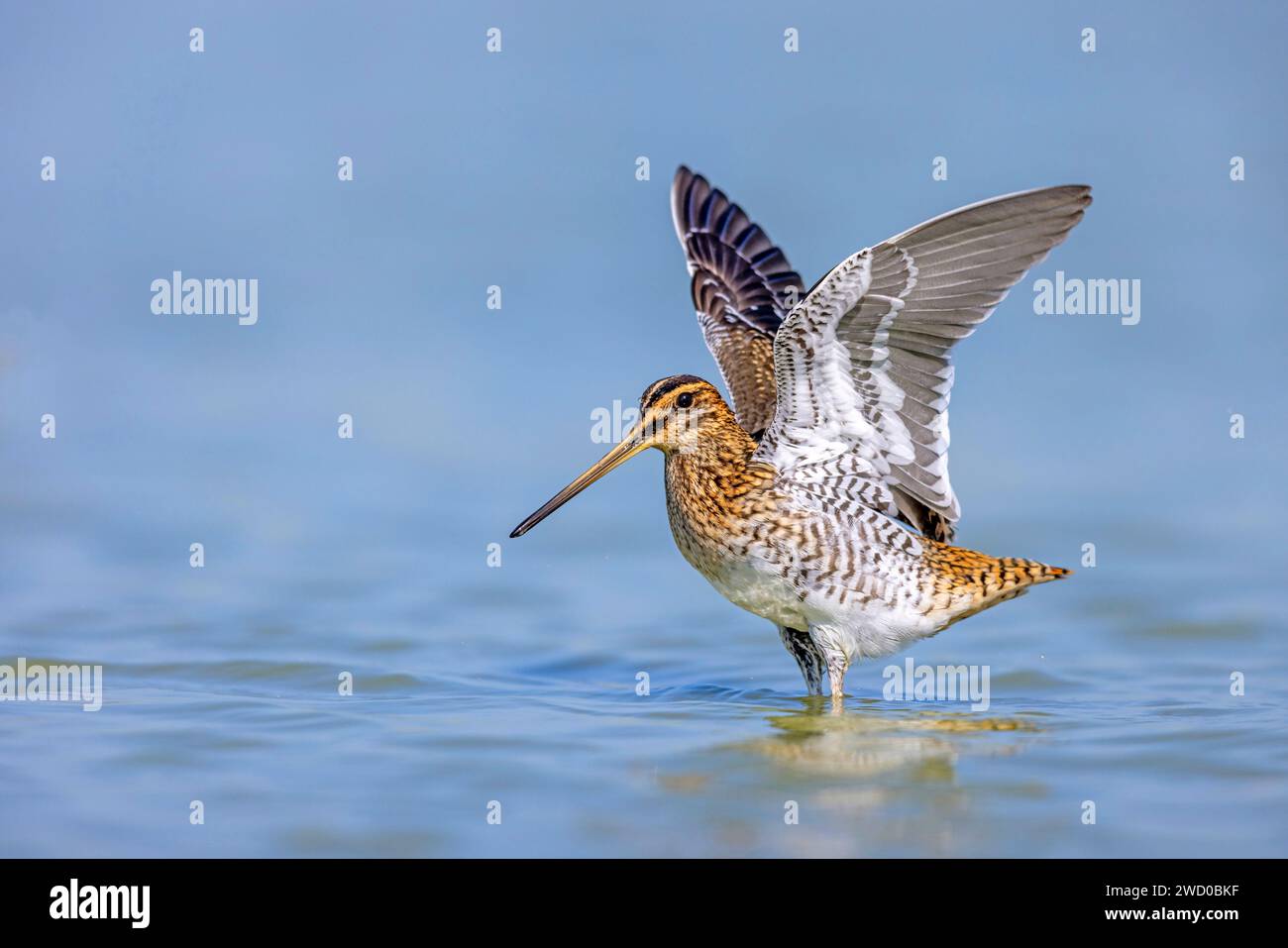 common snipe (Gallinago gallinago), standing in shallow water, flapping ...