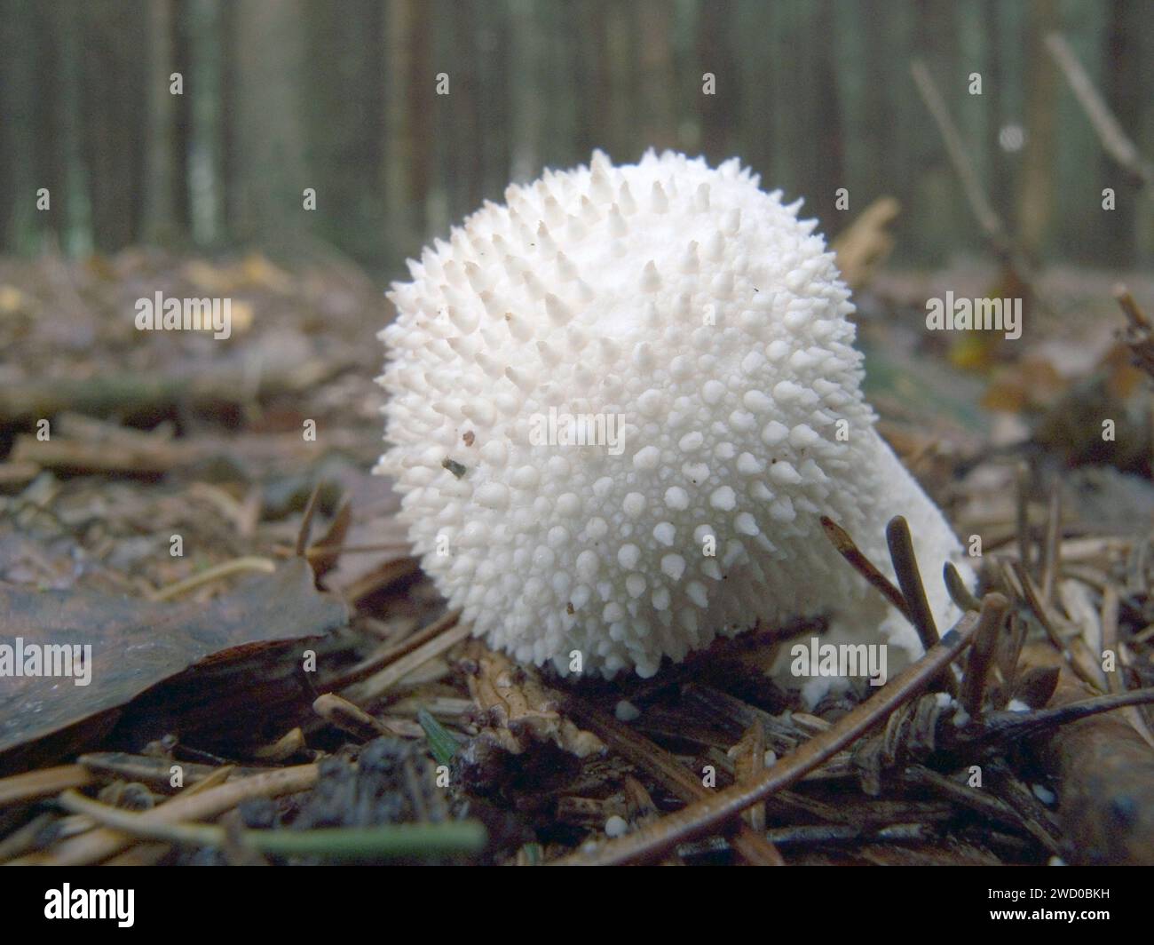 Common puffball, Warted puffball, Gem-studded puffball, Devil's snuff ...
