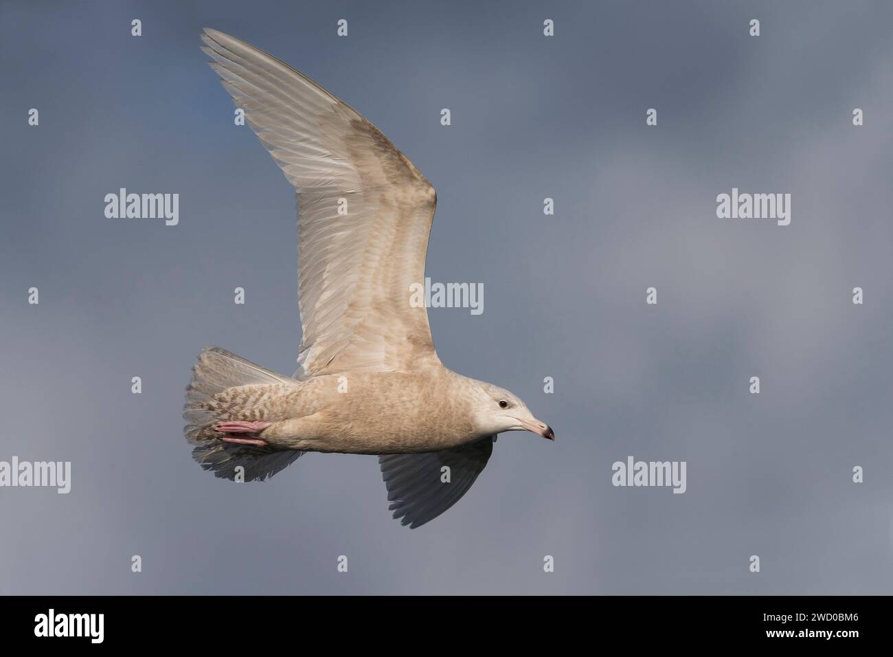 glaucous gull (Larus hyperboreus), immature bird in flight, side view ...