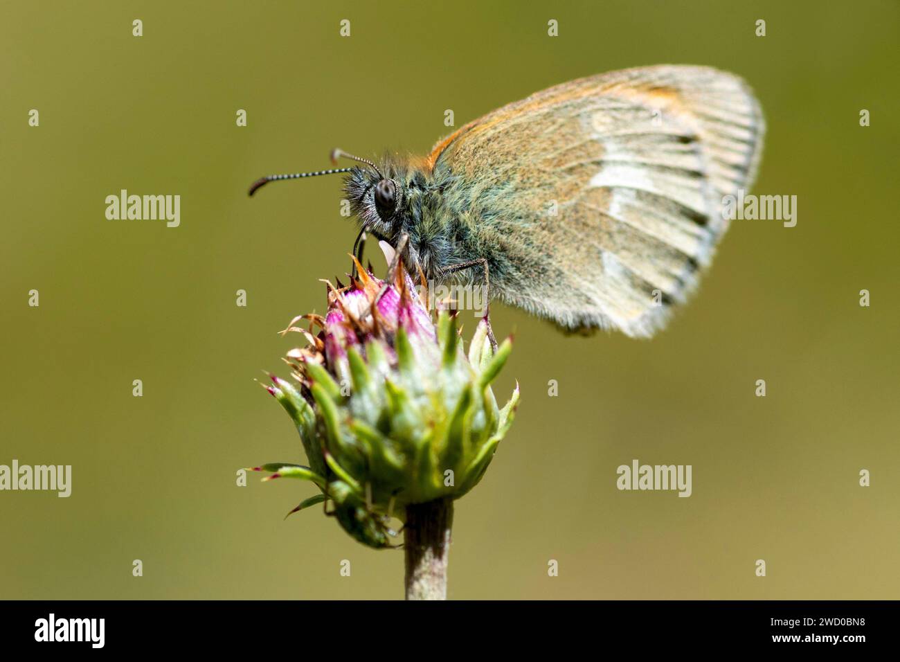Coenonympha iphis hi-res stock photography and images - Alamy