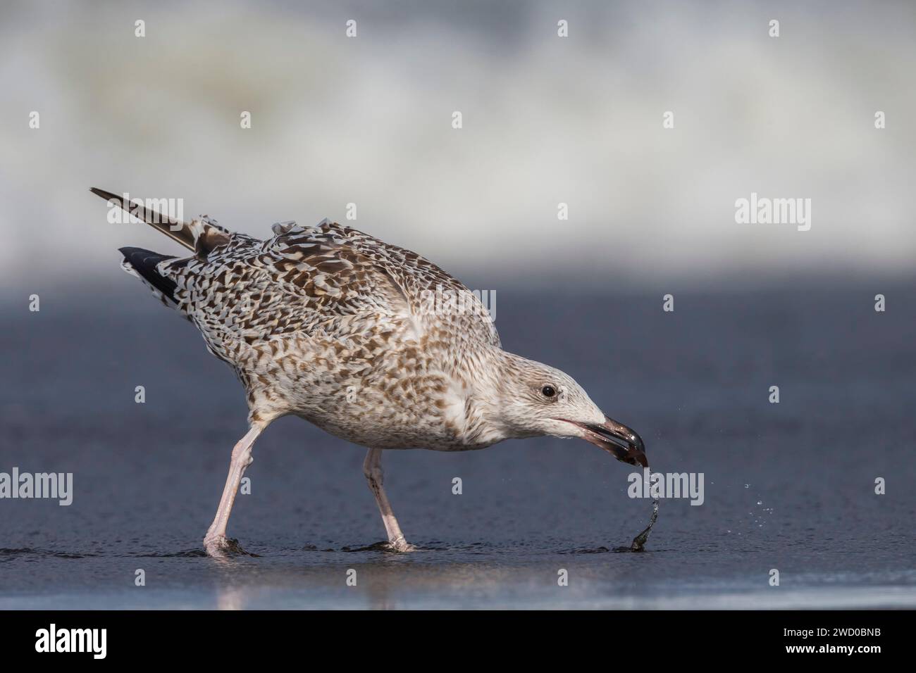 greater black-backed gull (Larus marinus), immature bird foraging in ...