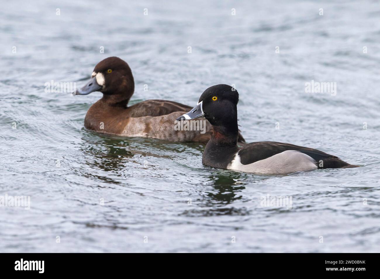 greater scaup (Aythya marila), swimming with Ring-necked Duck (Aythya ...