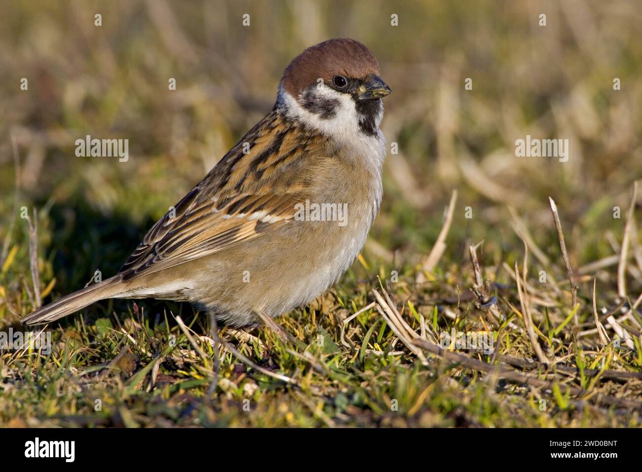 Moineau gras hi-res stock photography and images - Alamy
