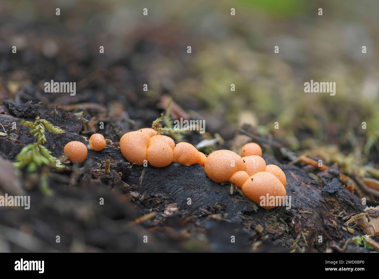 Wolf's milk, Groening's slime (Lycogala epidendrum, Lycogala epidendron ...