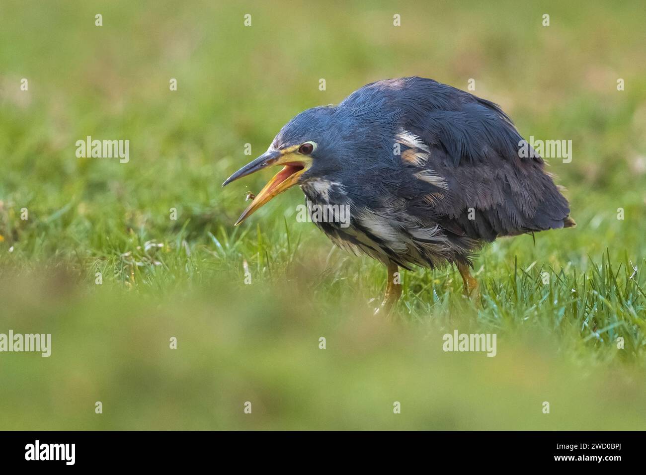 African dwarf bittern, dwarf bittern (Ixobrychus sturmii), capturing an ...