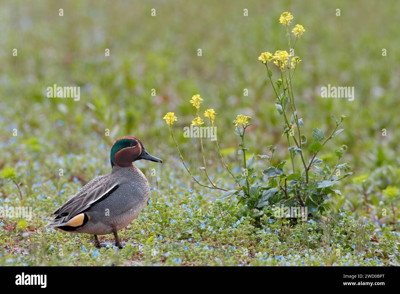 green-winged teal, Eurasian green-winged teal, common teal, Eurasian ...